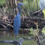 Fort Lauderdale Bonnet House Ground and Guided Paddle Board Kayak - FAQs