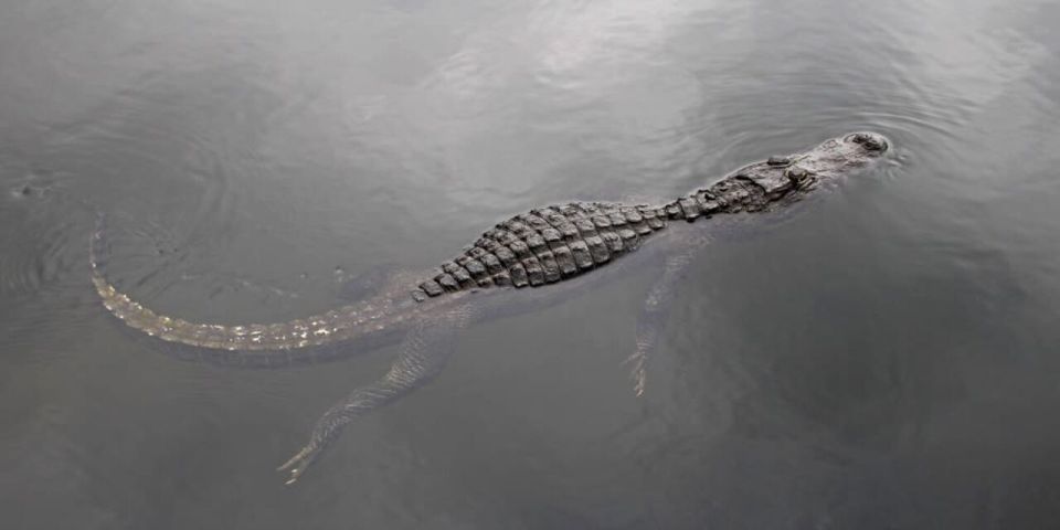 Fort Lauderdale: Everglades Express Tour with Airboat Ride - The Value of This Tour
