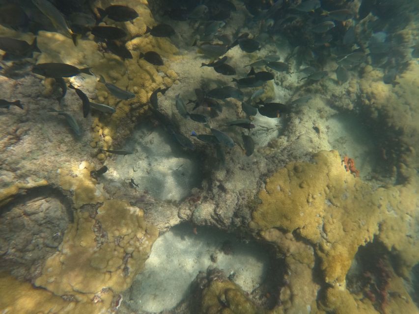 Fort Lauderdale: Guided Snorkeling Reef Tour and Lesson - How the Tour is Structured and How It Adds Value