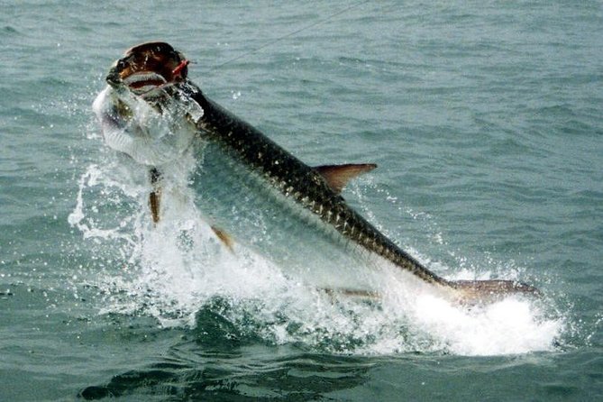 Fort Lauderdale Inshore Fishing Charters - Authentic Insights from Reviews