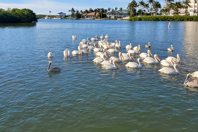 Fort Myers Beach Dolphin & Sightseeing Tour Refreshments Included - What to Expect from the Itinerary