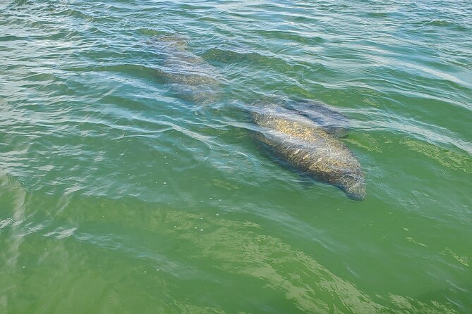 Fort Myers Beach Dolphin & Sightseeing Tour Refreshments Included - Breakdown of the Experience
