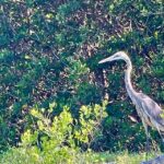 Fort Pierce: 4-hr Mangroves & Dolphin Watch Sandbar in FL - What’s Included and What’s Not