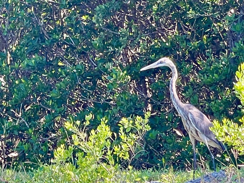 Fort Pierce: 4-hr Mangroves & Dolphin Watch Sandbar in FL - What’s Included and What’s Not