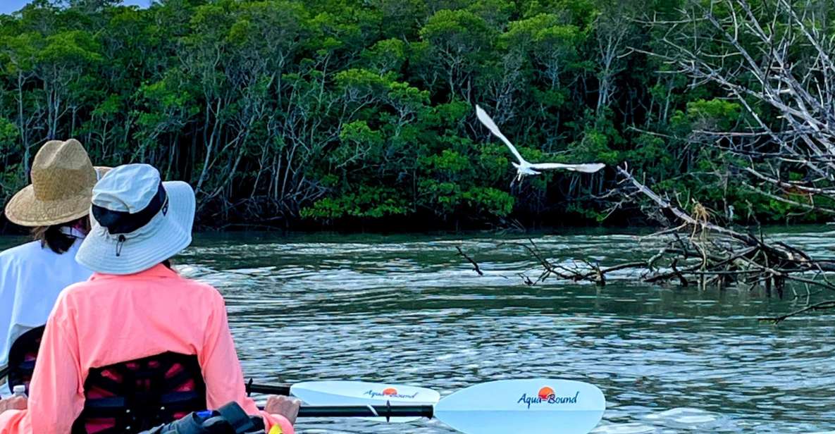 Fort Pierce: 4-hr Mangroves & Dolphin Watch Sandbar in FL - Who Should Consider This Tour?