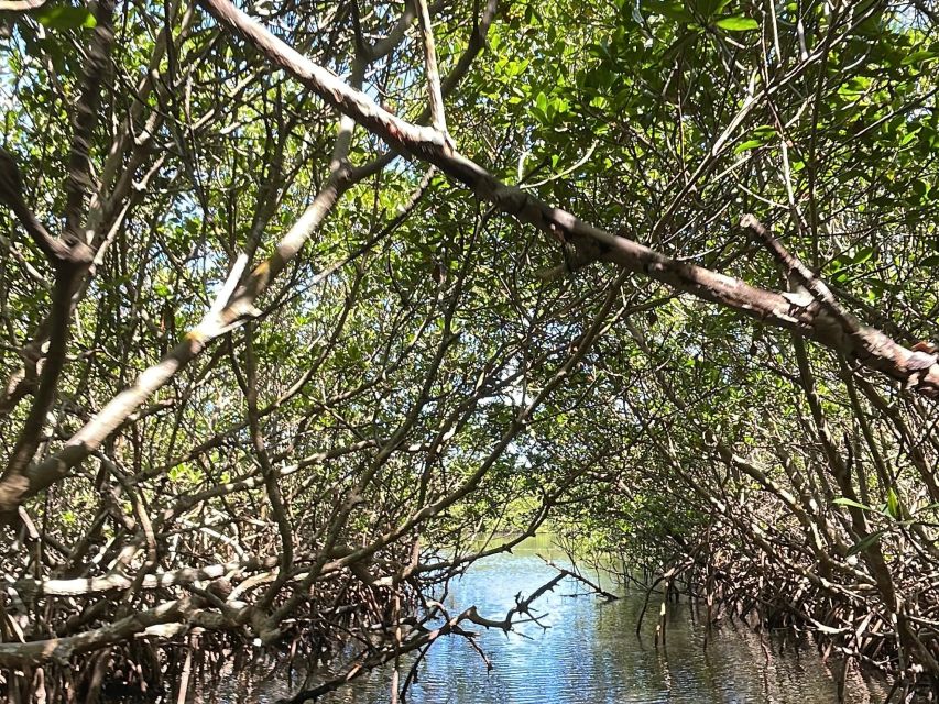 Fort Pierce: 6-hr Mangroves, Coastal Rivers & Wildlife in FL - Practical Details and Tips