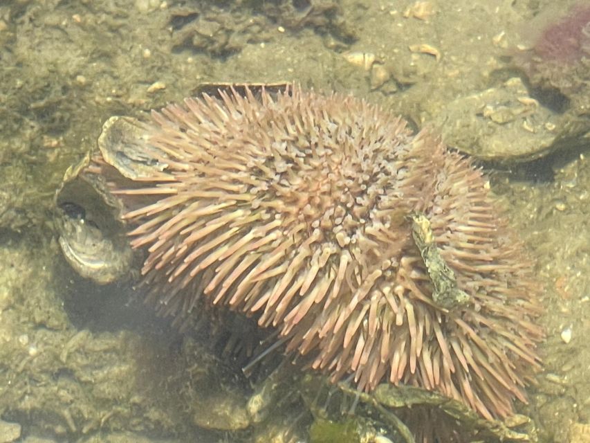 Fort Pierce: 6-hr Mangroves, Coastal Rivers & Wildlife in FL - FAQs