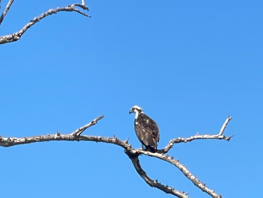 Fort Pierce: Prehistoric Preserve Kayak Tour - What Makes This Tour Special?