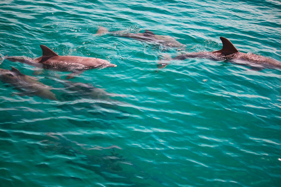 Fort Walton Beach: Morning Dolphin Cruise with Snorkel Stop - The Snorkel Stop: Underwater Magic