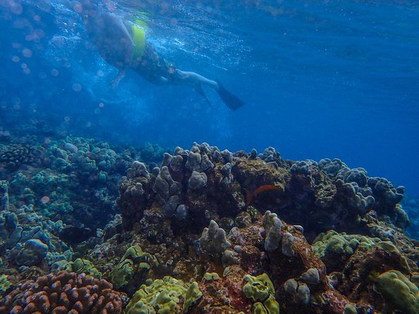 Four Winds Molokini Snorkeling Tour from Maalaea Harbor - Post-Snorkeling & Lunch