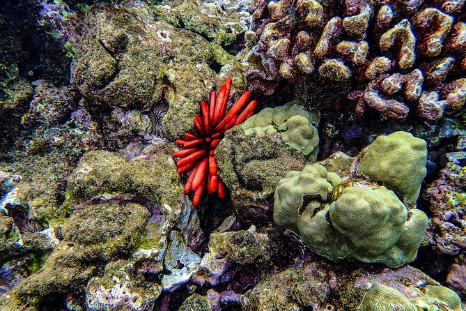 Four Winds Molokini Snorkeling Tour from Maalaea Harbor - The Return Journey