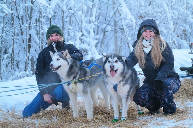 Free Pickup/Drop off: Alaskan Husky Dog Sledding with Free Photo - Introduction