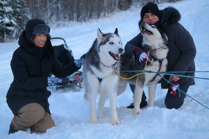 Free Pickup/Drop off: Alaskan Husky Dog Sledding with Free Photo - Key Points