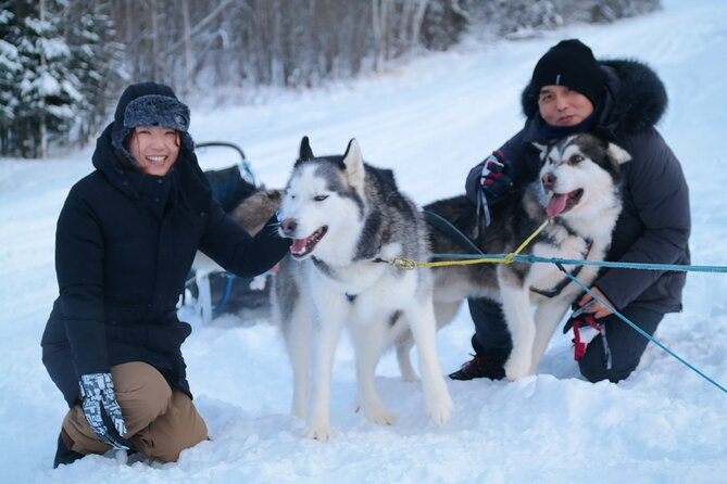 Free Pickup/Drop off: Alaskan Husky Dog Sledding with Free Photo - The Itinerary: What to Expect