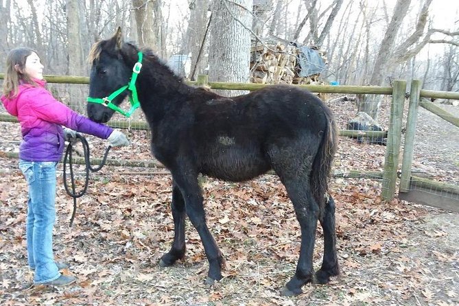 Friesian Herd Tours, Workshops, Classes and Retreats in the Kettle Moraine area. - What to Expect from the Friesian Herd Tour