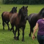 Friesian Herd Tours, Workshops, Classes and Retreats in the Kettle Moraine area. - The Practicalities: Booking, Duration, and Tips