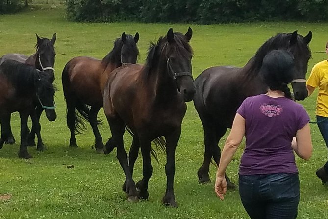 Friesian Herd Tours, Workshops, Classes and Retreats in the Kettle Moraine area. - The Practicalities: Booking, Duration, and Tips
