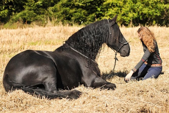 Friesian Herd Tours, Workshops, Classes and Retreats in the Kettle Moraine area. - Who Is This Tour Best For?
