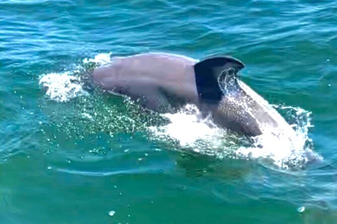 Frisky Mermaid Dolphin + Scenic Bay Sightseeing Tour - An In-Depth Look at the Frisky Mermaid Dolphin + Scenic Bay Sightseeing Tour