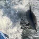 Frisky Mermaid Dolphin + Scenic Bay Sightseeing Tour - The Sum Up