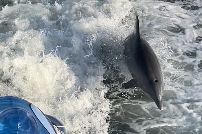 Frisky Mermaid Dolphin + Scenic Bay Sightseeing Tour - The Sum Up