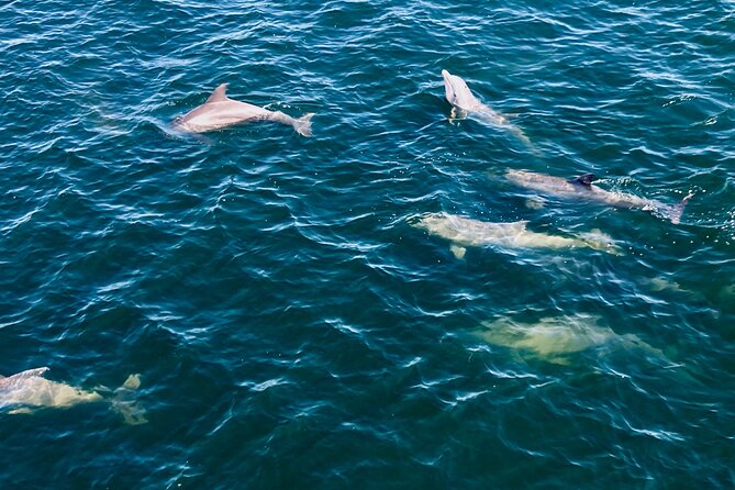 Frisky Mermaid Dolphin + Scenic Bay Sightseeing Tour - FAQ