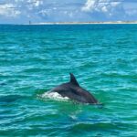 Frisky Mermaid Dolphin Tour + Secluded Beach + Equip - Real Guest Experiences