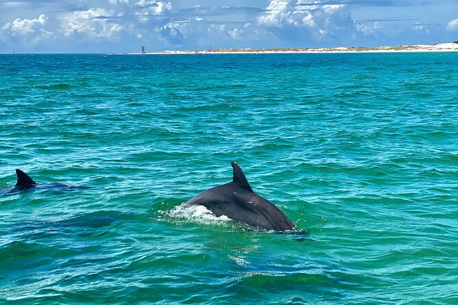Frisky Mermaid Dolphin Tour + Secluded Beach + Equip - Real Guest Experiences