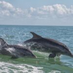 Frisky Mermaid Pontoon Boat Rentals in Pensacola Beach - An In-Depth Look at the Experience