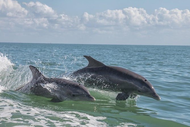Frisky Mermaid Pontoon Boat Rentals in Pensacola Beach - An In-Depth Look at the Experience