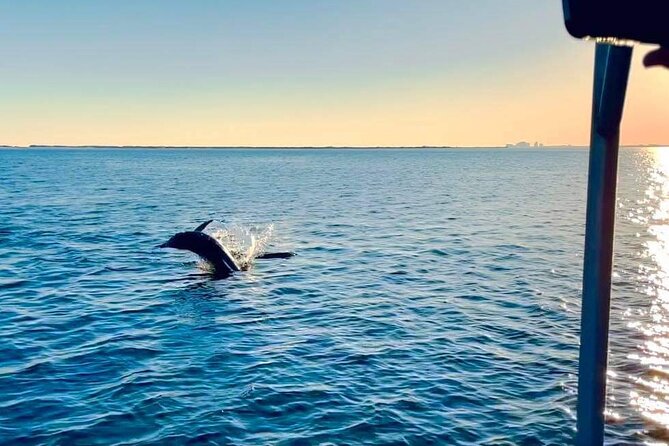 Frisky Mermaid Public Dolphin + Sightseeing Cruise Up to 49 Pax - The Wildlife and Scenic Highlights