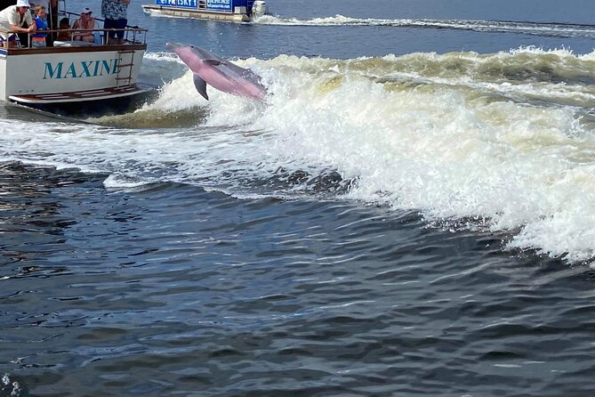 Frisky Mermaid Public Dolphin + Sightseeing Cruise Up to 49 Pax - The Crew and Onboard Experience