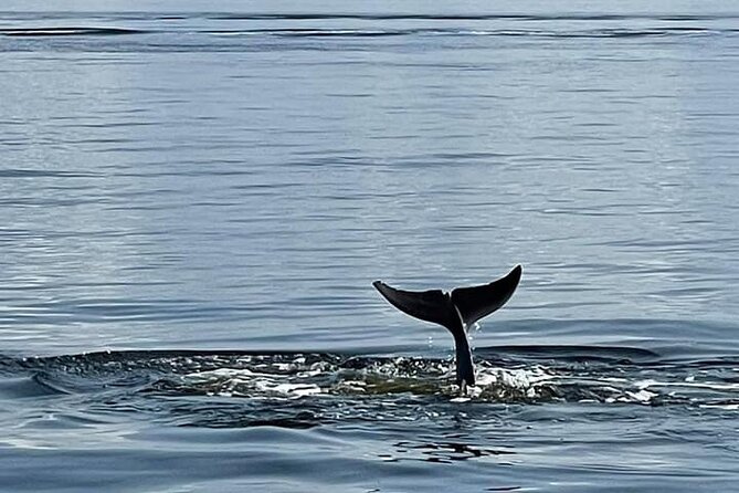 Frisky Mermaid Public Dolphin + Sightseeing Cruise Up to 49 Pax - Pricing and Value