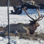 From Anchorage: Alaska Wildlife Center & Turnagain Arm Tour - Practical Details and What to Expect
