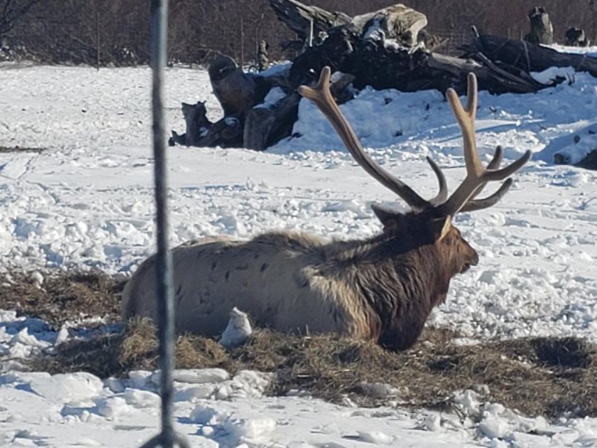 From Anchorage: Alaska Wildlife Center & Turnagain Arm Tour - Practical Details and What to Expect