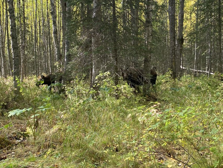 From Anchorage: Chugach State Park Walk with Naturalist - From Anchorage: Chugach State Park Walk with Naturalist — An Authentic Wilderness Experience