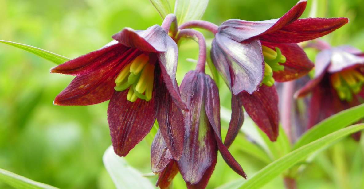 From Anchorage: Chugach State Park Walk with Naturalist - Why This Tour Offers Great Value