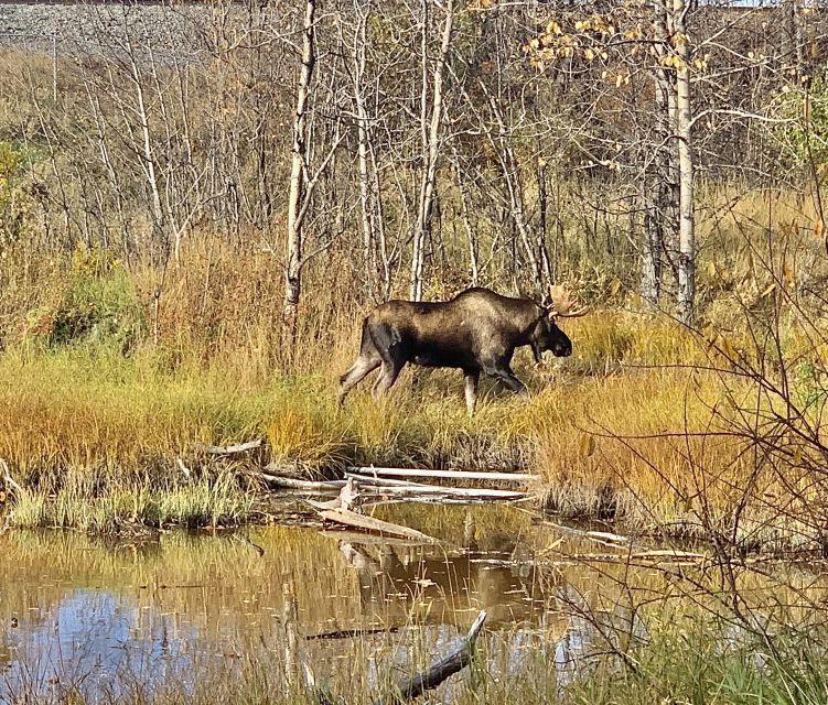 From Anchorage: Chugach State Park Walk with Naturalist - Practical Details & Considerations