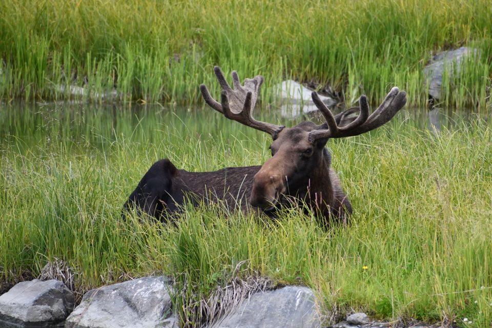 From Anchorage: Valley of Glaciers & Wildlife Center Tour - The Itinerary: What to Expect