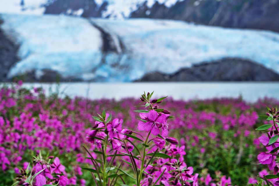 From Anchorage: Valley of Glaciers & Wildlife Center Tour - Why This Tour Offers Great Value