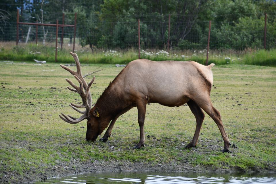 From Anchorage: Valley of Glaciers & Wildlife Center Tour - The Experience of the Guides