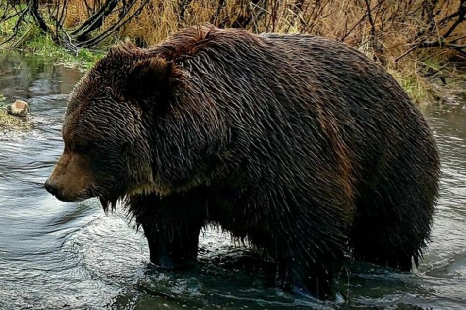 From Anchorage: Wilderness, Wildlife, & Glacier Experience - Navigating the Experience: What to Expect