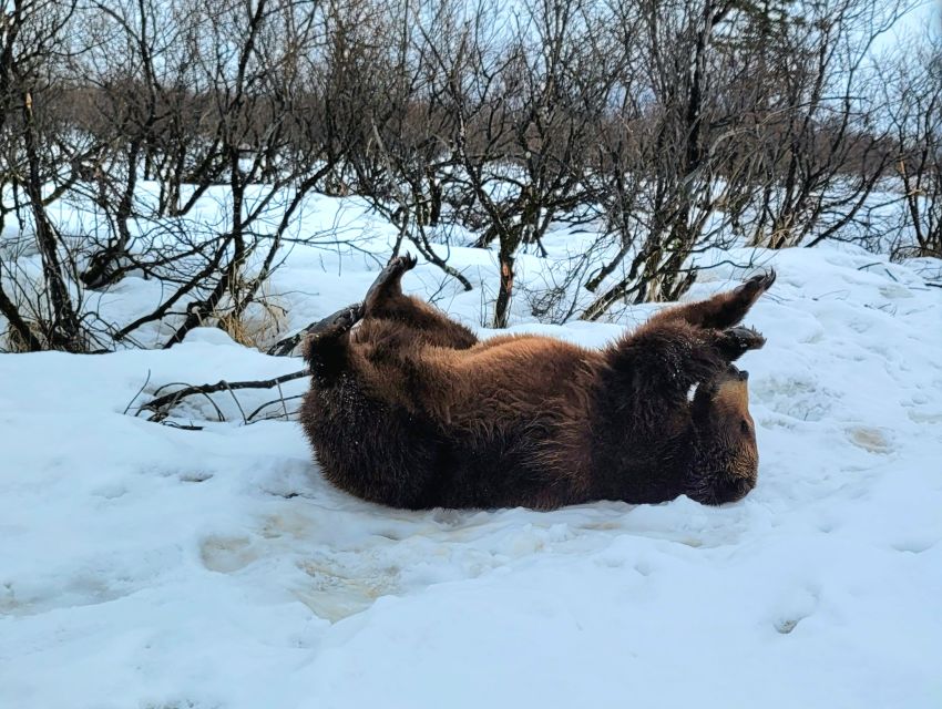 From Anchorage: Wilderness, Wildlife, & Glacier Experience - The Sum Up