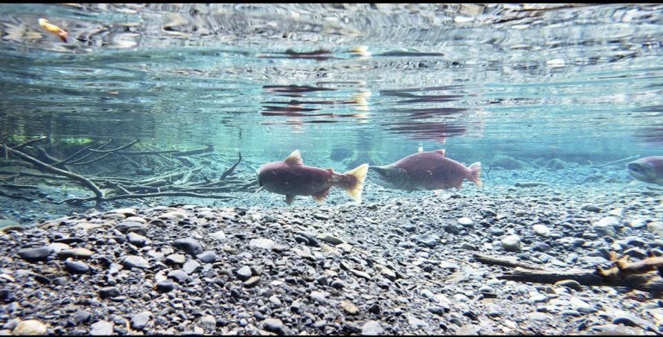 From Anchorage: Wilderness, Wildlife, & Glacier Experience - FAQ