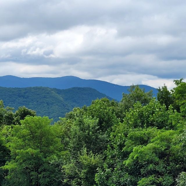 From Atlanta: Half-Day or Full-Day Wine Country Tasting Trip - What to Expect from the North Georgia Wine Country Tour