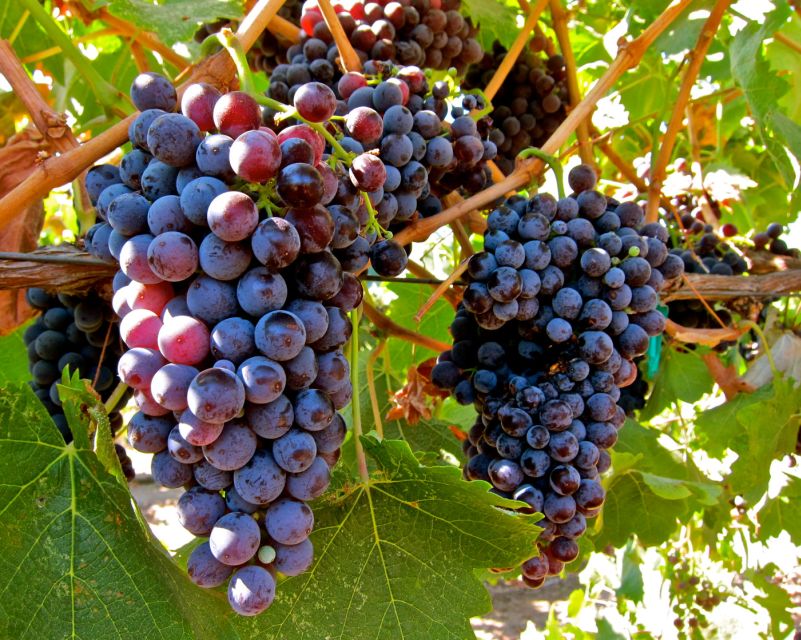 From Atlanta: Half-Day Wine Country Tour - A Practical Review of the From Atlanta: Half-Day Wine Country Tour