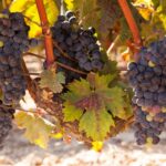 From Atlanta: Half-Day Wine Country Tour - The Itinerary in Detail