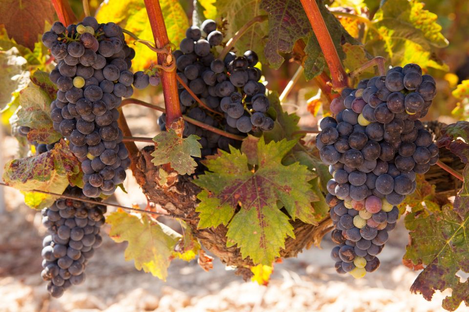 From Atlanta: Half-Day Wine Country Tour - The Itinerary in Detail