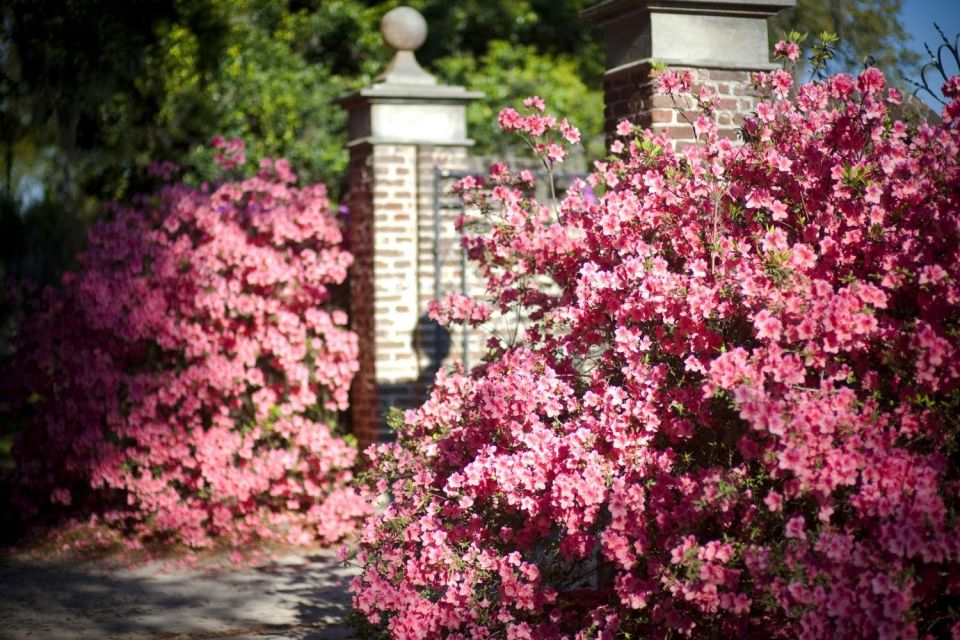 From Charleston: Boone Hall Plantation Entry with Transfers - An Overview of What to Expect