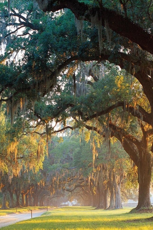 From Charleston: Boone Hall Plantation Entry with Transfers - A Closer Look at the Itinerary